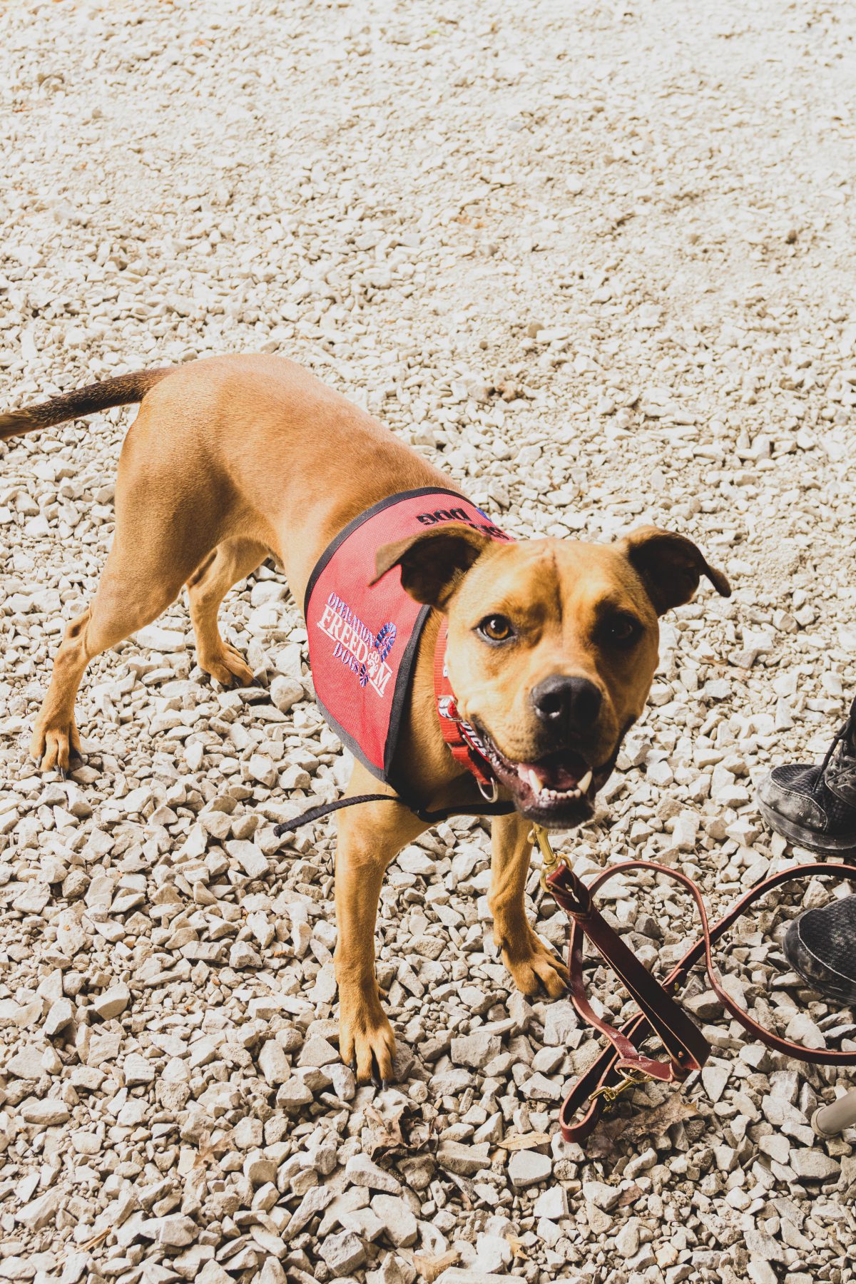 Gallery - Warrior Freedom Service Dogs